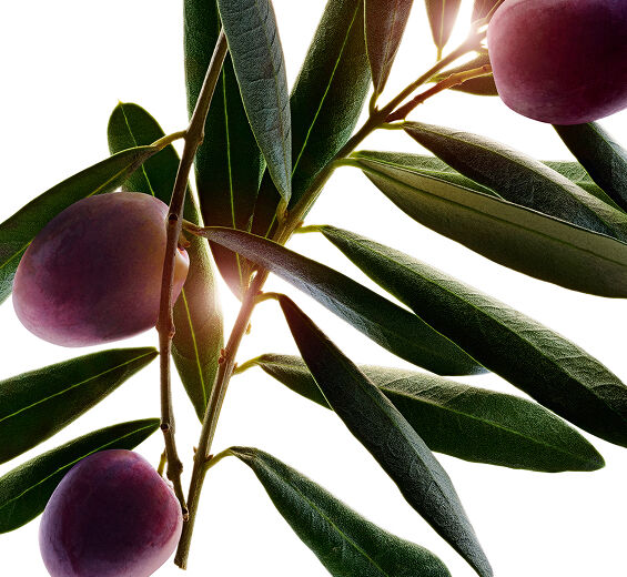 Olive tree skincare benefits | Discover Clarins Ingredient Library ...
