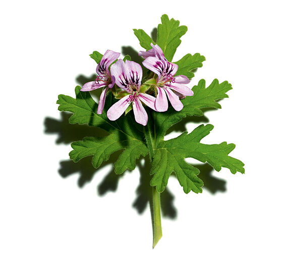 Sweet scented geranium skincare benefits | Discover Clarins Ingredient ...