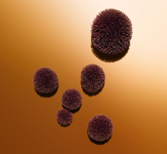 Red jania skincare benefits | Discover Clarins Ingredient Library ...